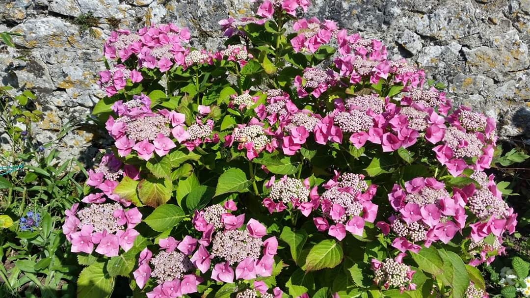 Hydrangea Heaven - Rockbarton Garden Centre