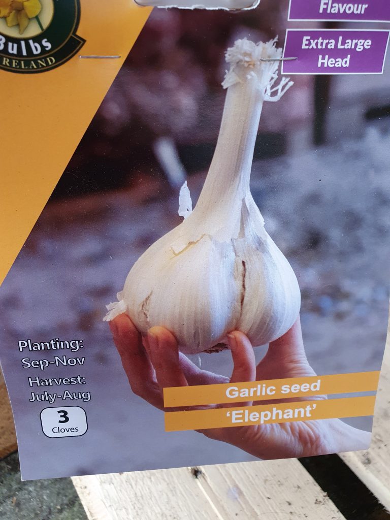 Elephant Garlic - Rockbarton Garden Centre